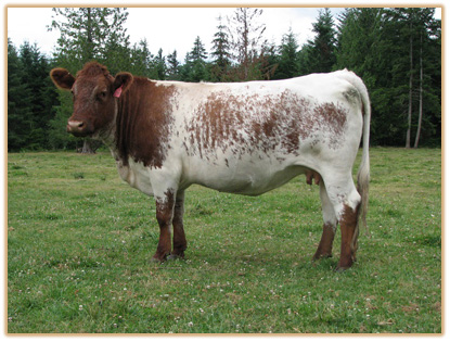 Red Shorthorn Cattle