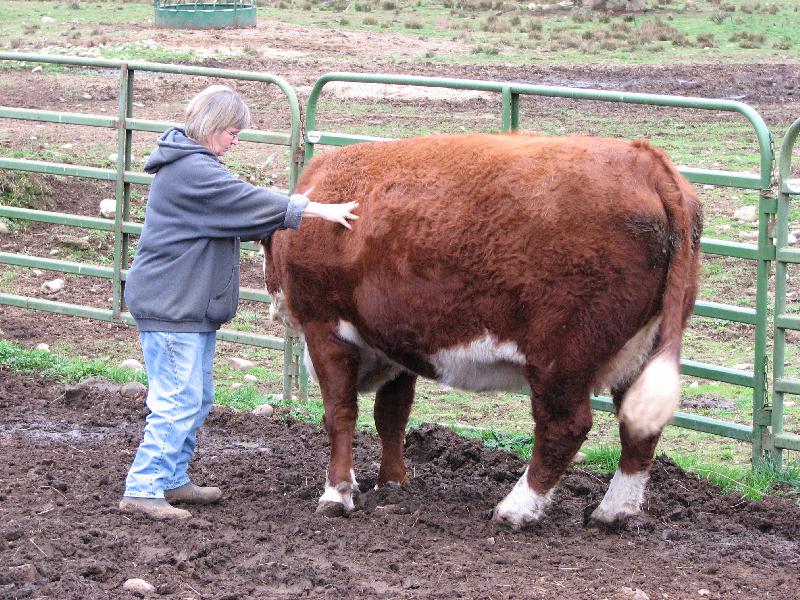 American Aberdeen Cattle, Lowline Cattle, Lazy G Lowline