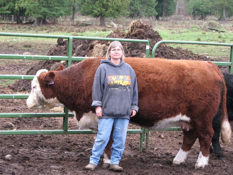 American Aberdeen Cattle, Lowline Cattle, Lazy G Lowline