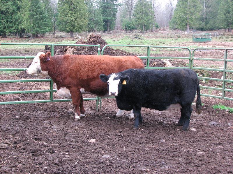 American Aberdeen Cattle, Lowline Cattle, Lazy G Lowline