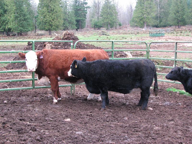 American Aberdeen Cattle, Lowline Cattle, Lazy G Lowline